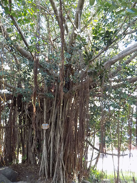 Ficus curtipes - EcuRed