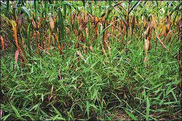 Brachiaria decumbens - EcuRed