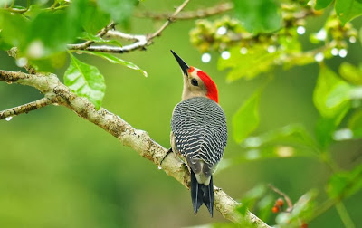 Melanerpes aurifrons - EcuRed