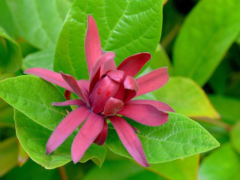 Calycanthus - EcuRed