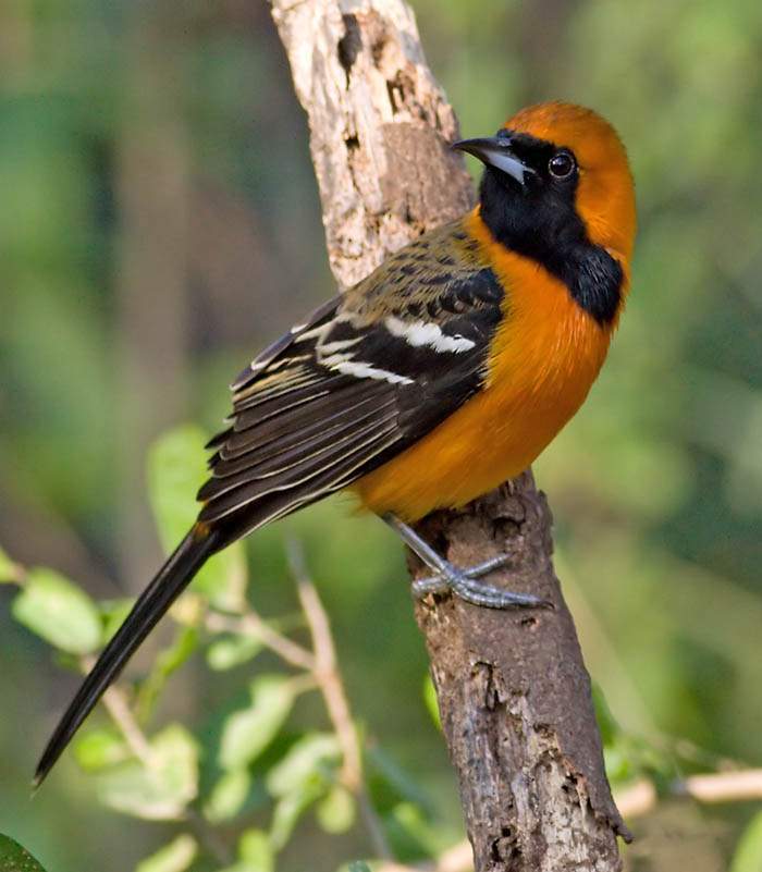 Turpial de garganta negra - EcuRed