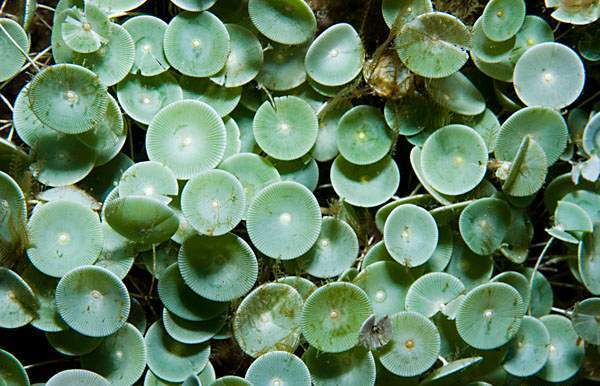 Acetabularia acetabulum - EcuRed