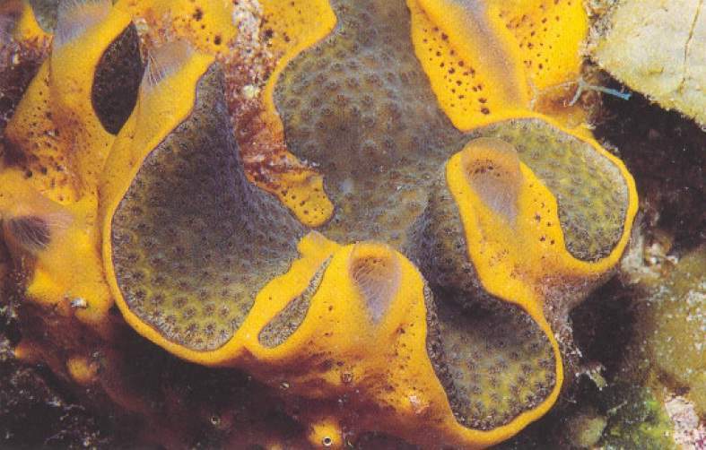 Mycale laevis - EcuRed