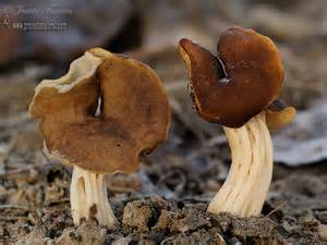 Helvella fusca - EcuRed