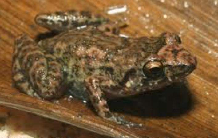 Eleutherodactylus riparius - EcuRed