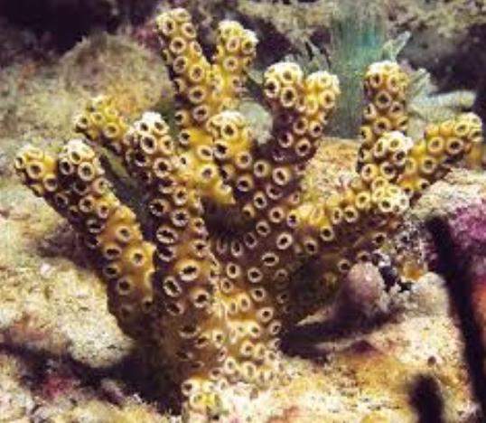 Oculina robusta - EcuRed