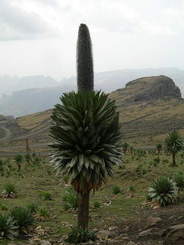 Parque Nacional del Monte Simen - EcuRed