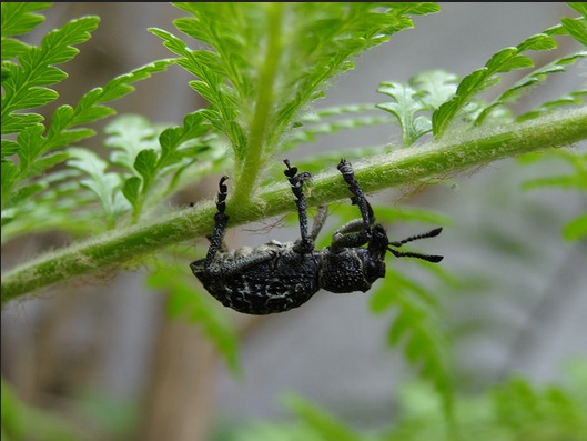 Caballito de tierra - EcuRed