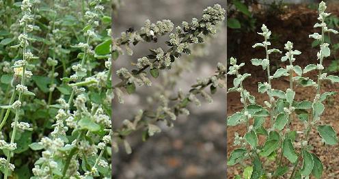 Aerva lanata - EcuRed