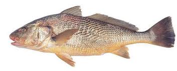 Perca regia - EcuRed