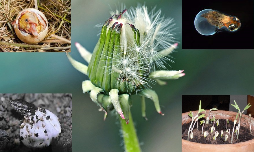 Eclosión (biología) - EcuRed
