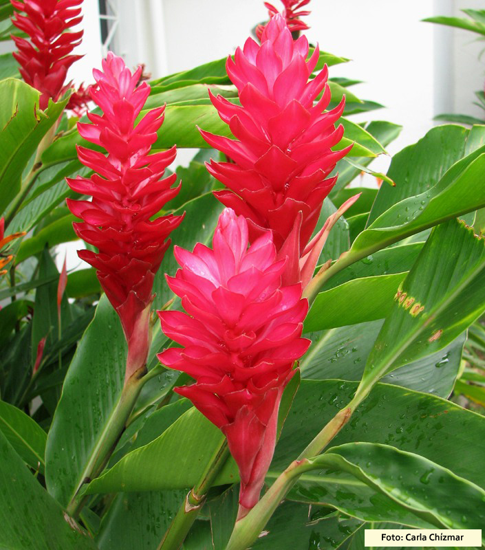 Alpinia purpurata - EcuRed