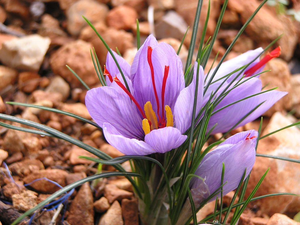 Azafrán Crocus sativus - EcuRed