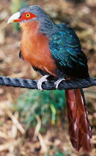 Cuculiforme - EcuRed