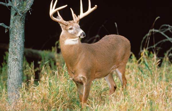 Ciervo de Virginia - EcuRed