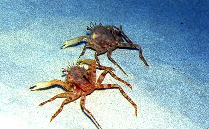 Paramola cuvieri - EcuRed