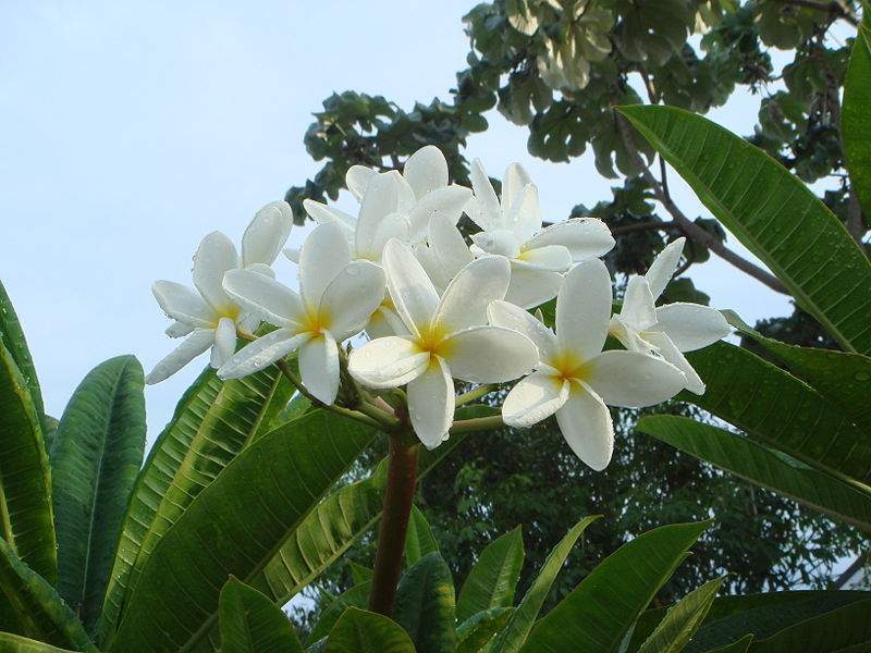 Plumeria - EcuRed