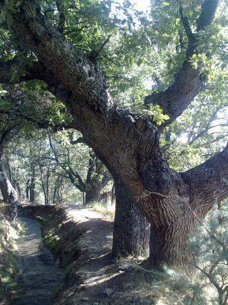 Roble melojo - EcuRed