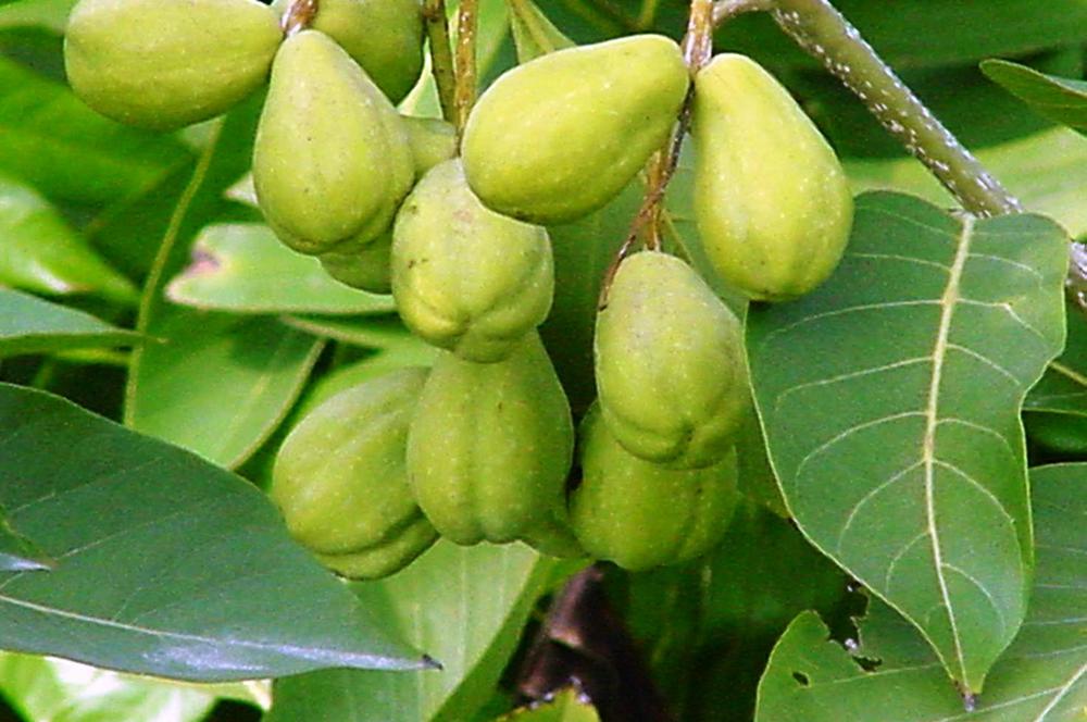 Terminalia chebula - EcuRed