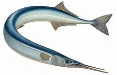 Belone belone - EcuRed