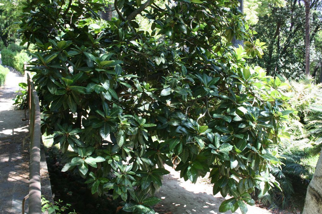 Ficus habrophylla - EcuRed
