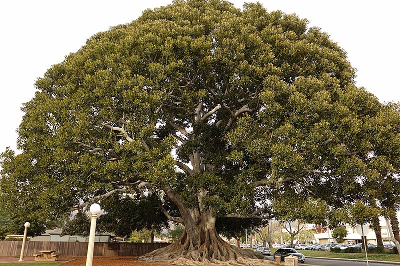 Ficus macrophylla - EcuRed