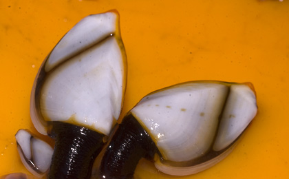 Lepas anatifera - EcuRed