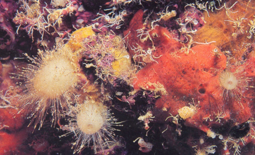 Leucetta barbata - EcuRed