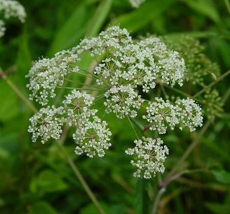 Cicuta (planta) - EcuRed