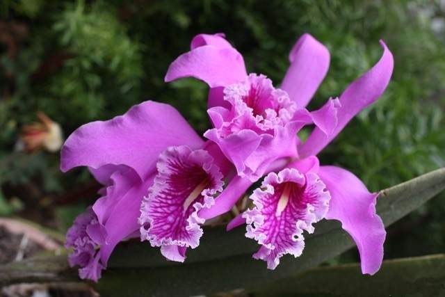 Cattleya maxima - EcuRed