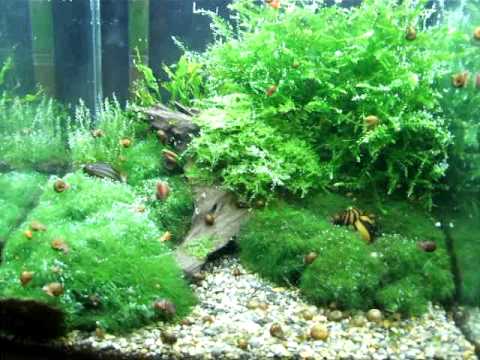 Nano Moss - EcuRed