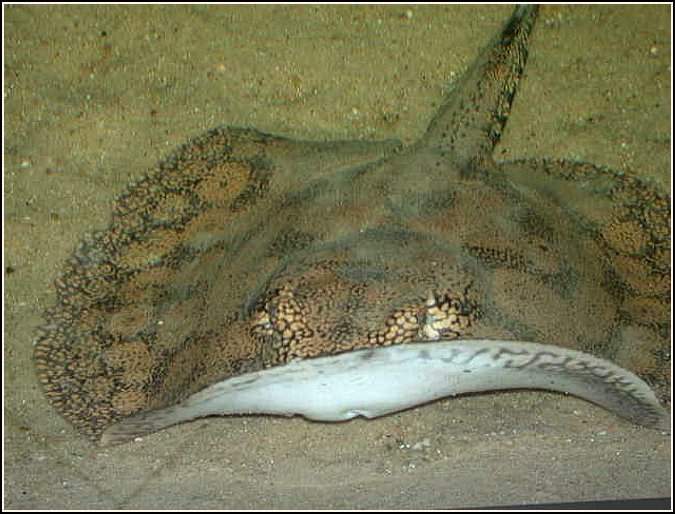 Potamotrygon hystrix - EcuRed