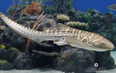 Tiburón cebra - EcuRed