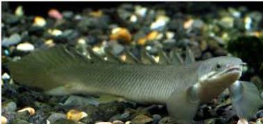 Polypterus bichir bichir - EcuRed