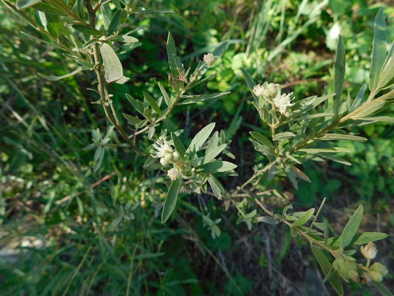Croton argentinus - EcuRed