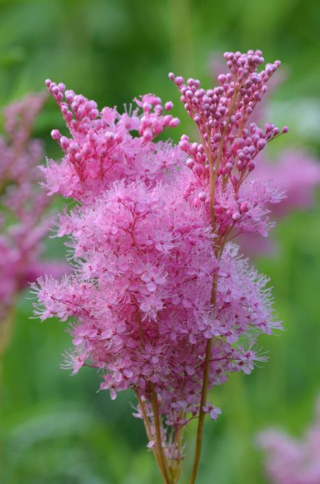 Filipendula rubra - EcuRed