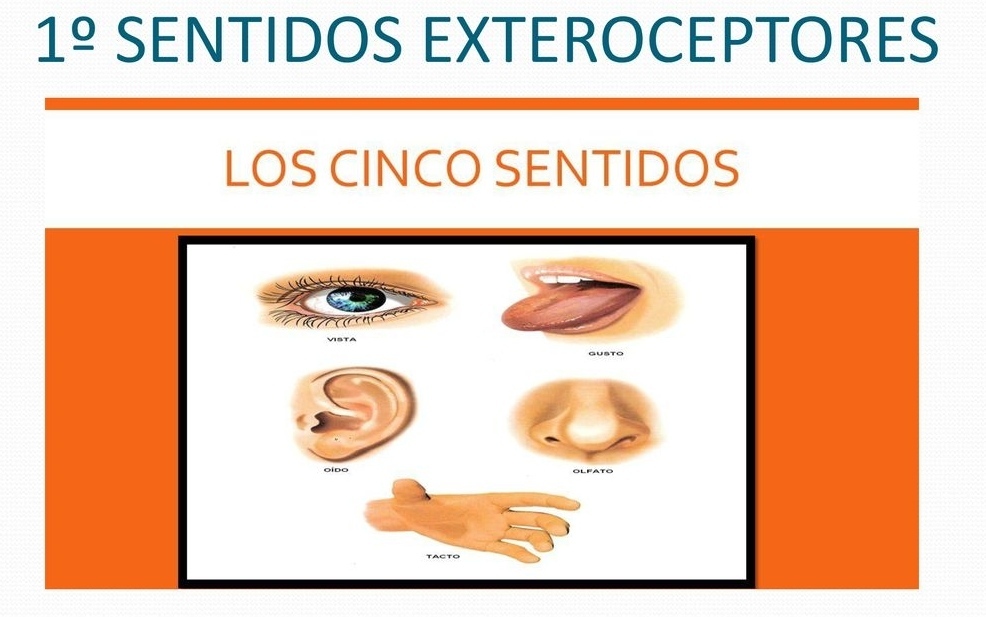 Exteroceptores - EcuRed