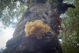 Grifola gargal - EcuRed