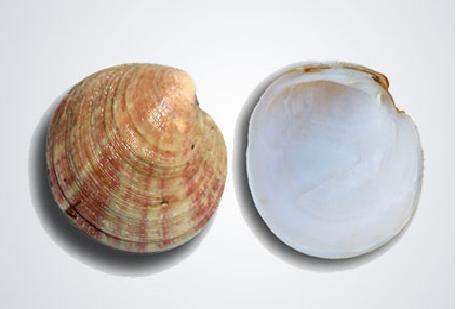 Dosinia exoleta - EcuRed