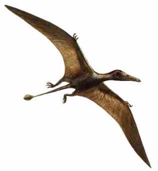 Eudimorphodon - EcuRed