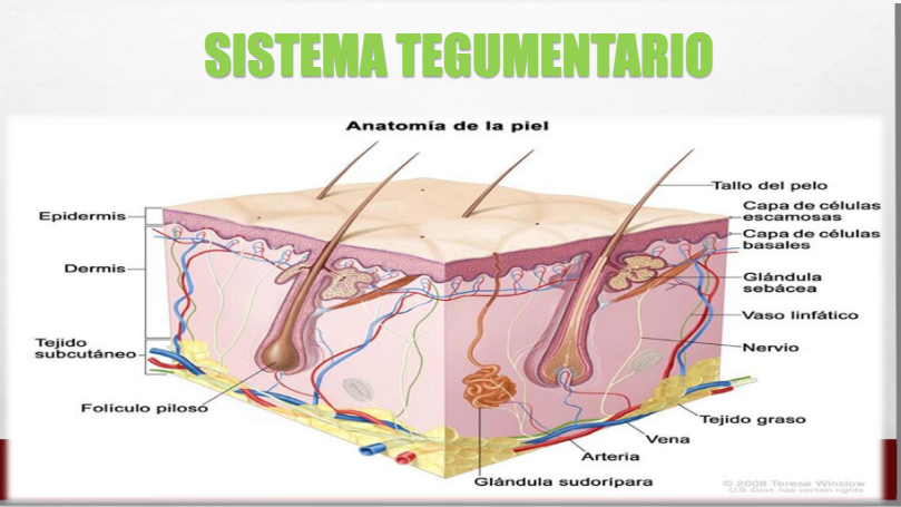 Sistema Tegumentario - EcuRed