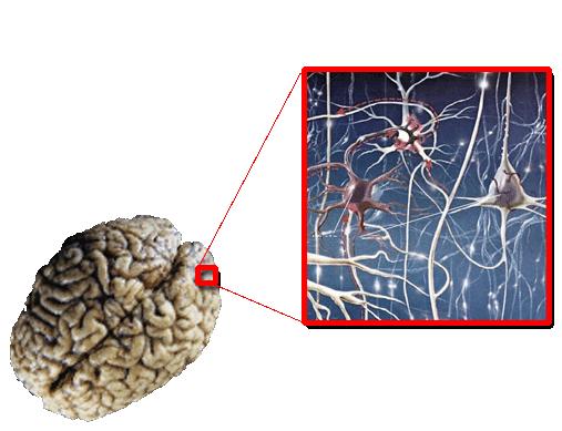 Redes neuronales - EcuRed