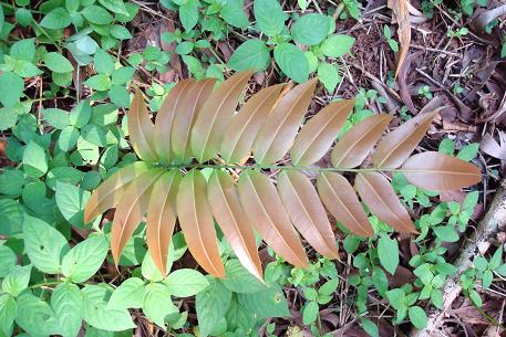 Stenochlaena palustris - EcuRed