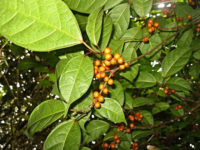 Ficus chartacea - EcuRed