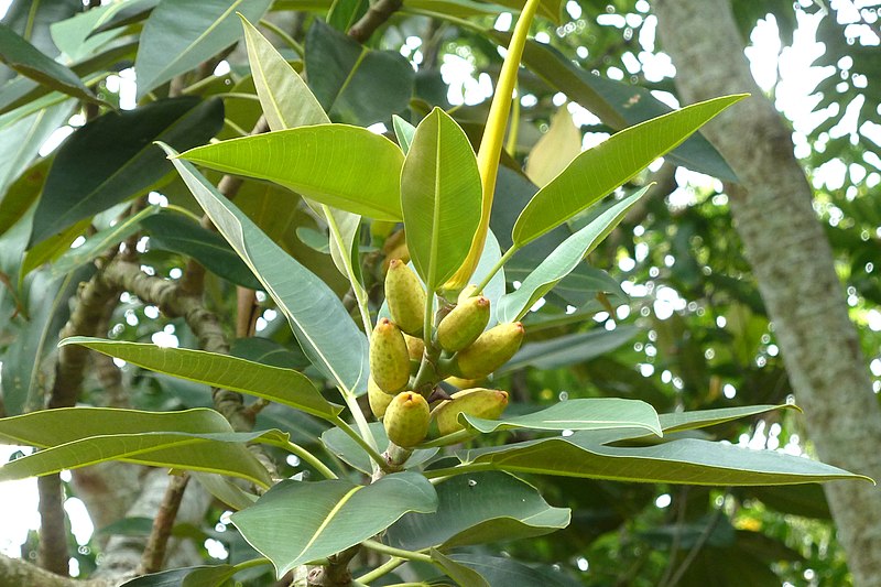 Ficus pleurocarpa - EcuRed