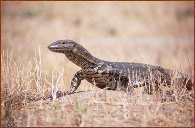 Varano del Nilo - EcuRed