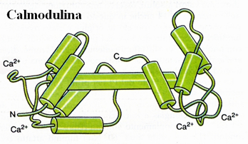 Calmodulina - EcuRed