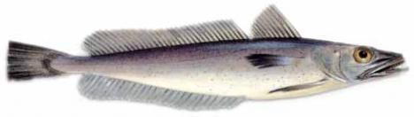 Merluccius merluccius - EcuRed