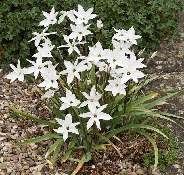 Ipheion uniflorum - EcuRed