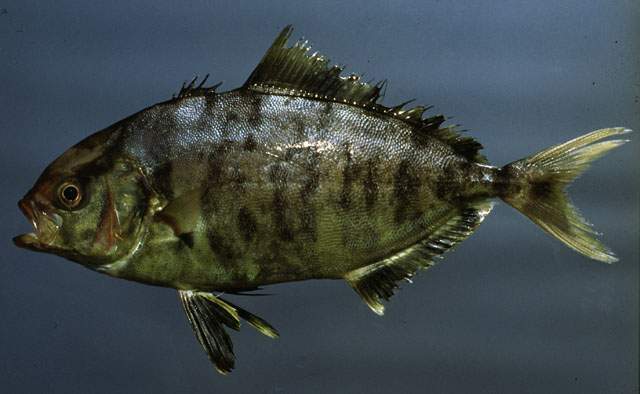 Medregal listado - EcuRed